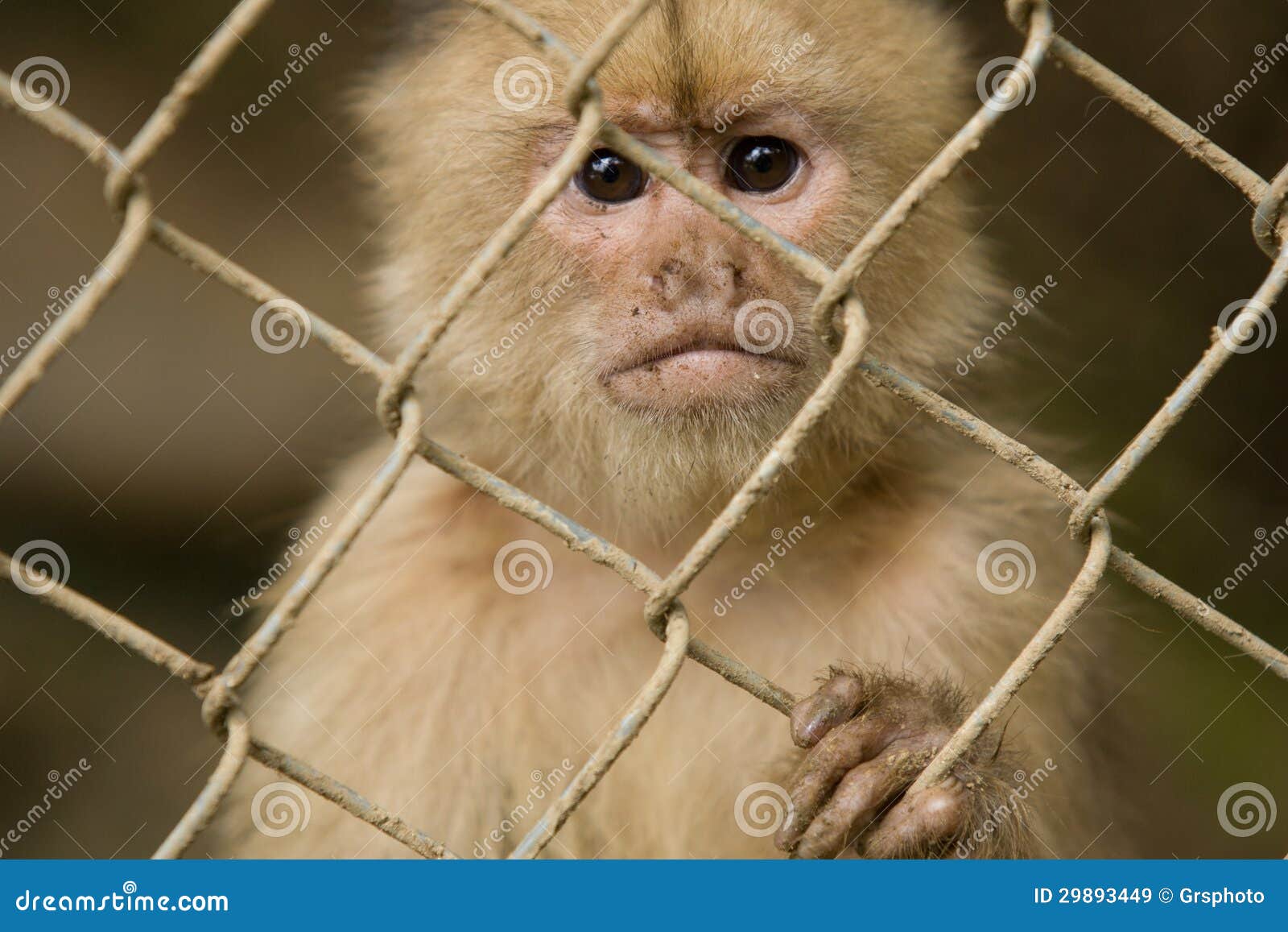 Monkey Behind Fence Royalty-Free Stock Photo | CartoonDealer.com #29893449