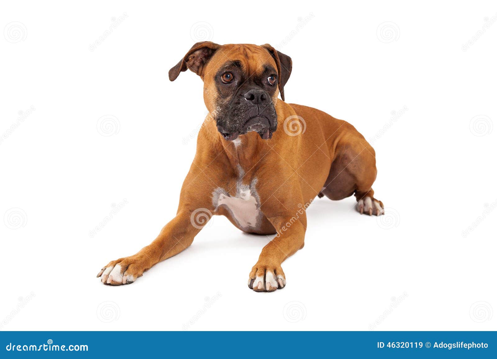 Sad Looking Boxer Dog Laying Stock Image - Image of obedient, shot ...