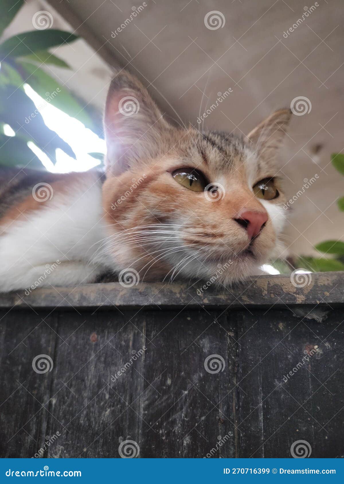 A sad looking cat stock image. Image of whiskers, nose - 270716399