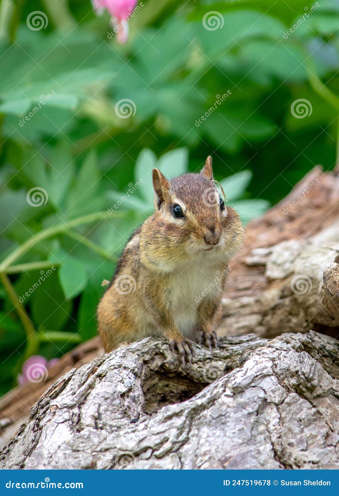 Sad Looking Chipmunk on a Log Stock Photo - Image of ground, habitat ...