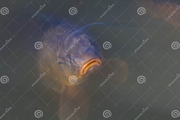 A sad looking fish stock image. Image of great, cyprinus - 69115797