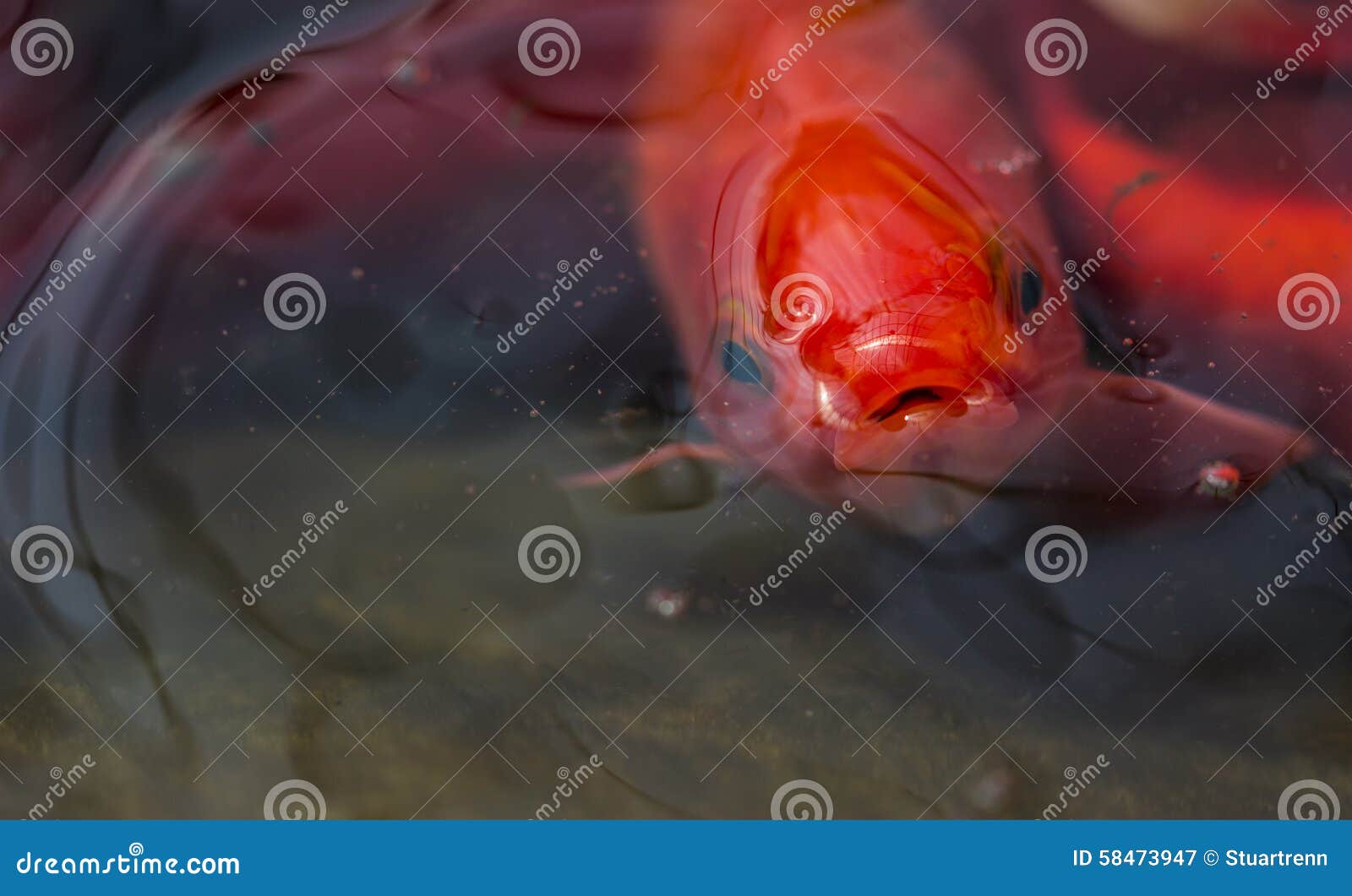 Sad Looking Fish at Surface of Pond Stock Image - Image of motion ...