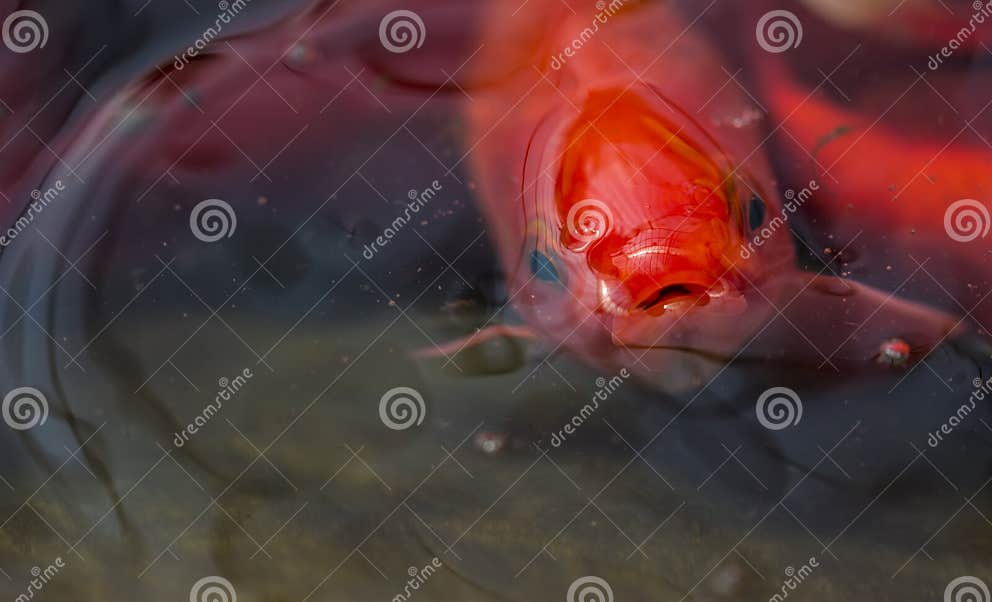 Sad Looking Fish at Surface of Pond Stock Image - Image of motion ...