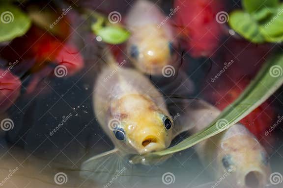 Sad Looking Fish at Surface of Pond Stock Image - Image of freshness ...