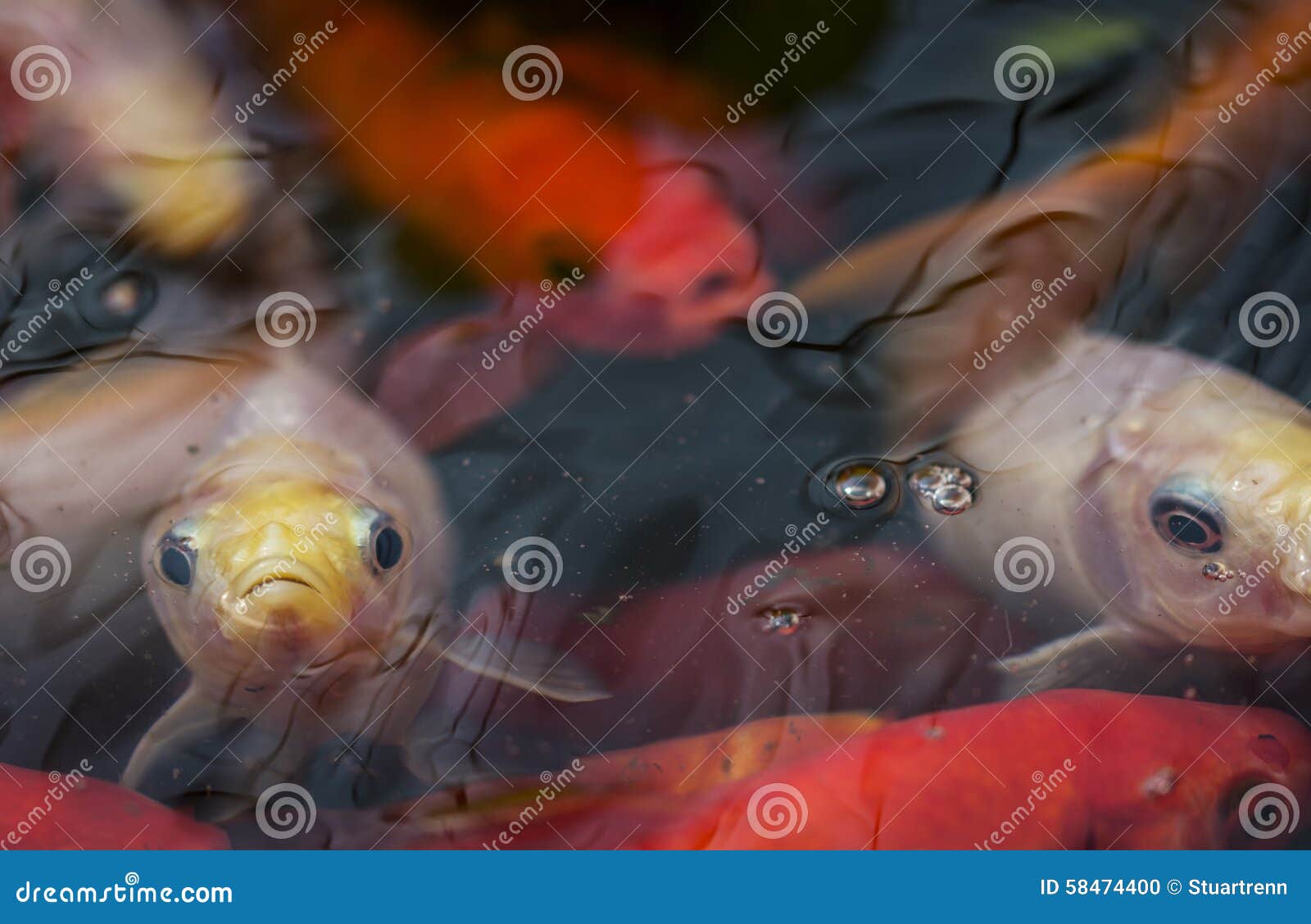 Sad Looking Fish at Surface of Pond Stock Photo - Image of asian ...