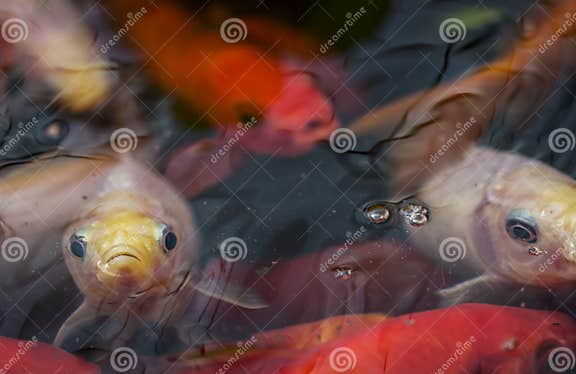 Sad Looking Fish at Surface of Pond Stock Photo - Image of asian ...