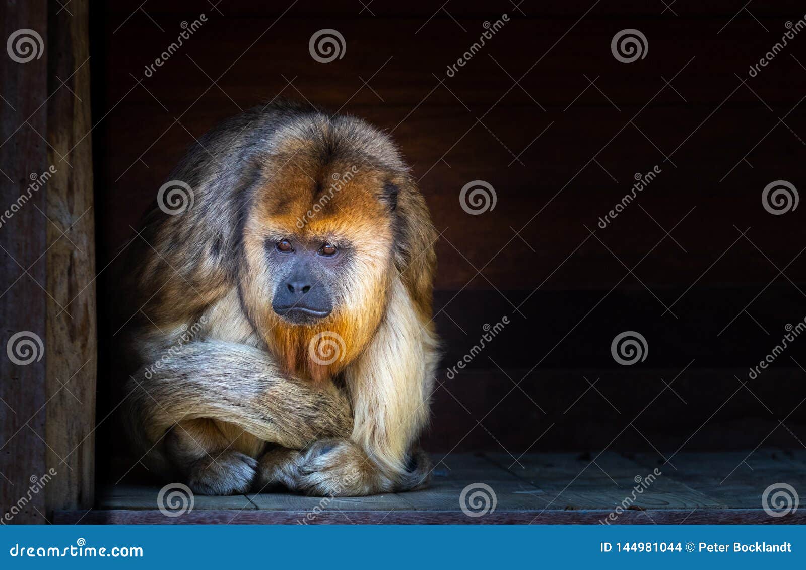 Sad looking howler monkey stock photo. Image of species - 144981044