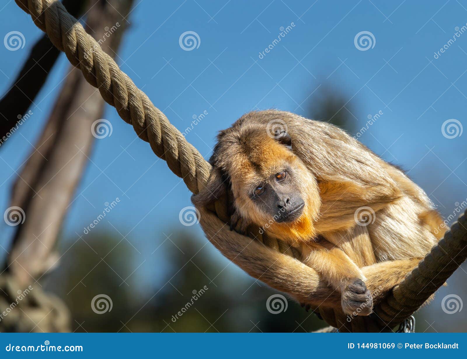 Sad looking howler monkey stock image. Image of sitting - 144981069
