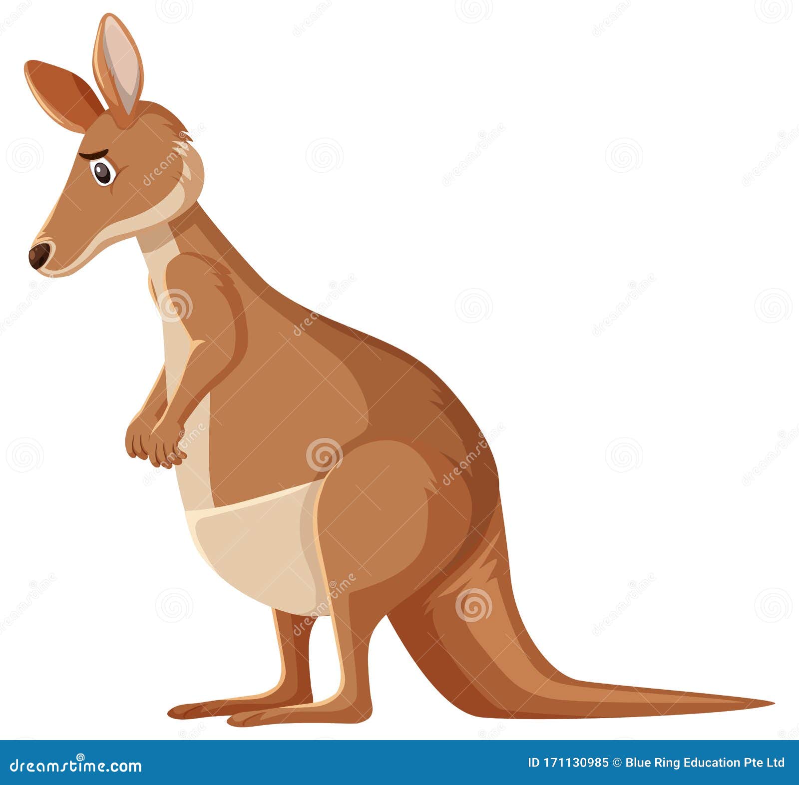 Sad Looking Kangaroo Standing on White Background Stock Illustration ...