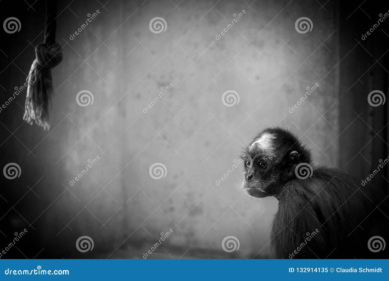 Sad Looking Monkey in a Cage Stock Image - Image of wall, lonely: 132914135