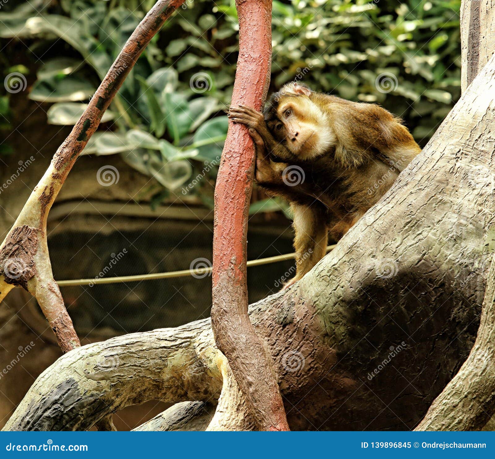 Sad Looking Monkey Sitting on the Tree Stock Image - Image of wild ...