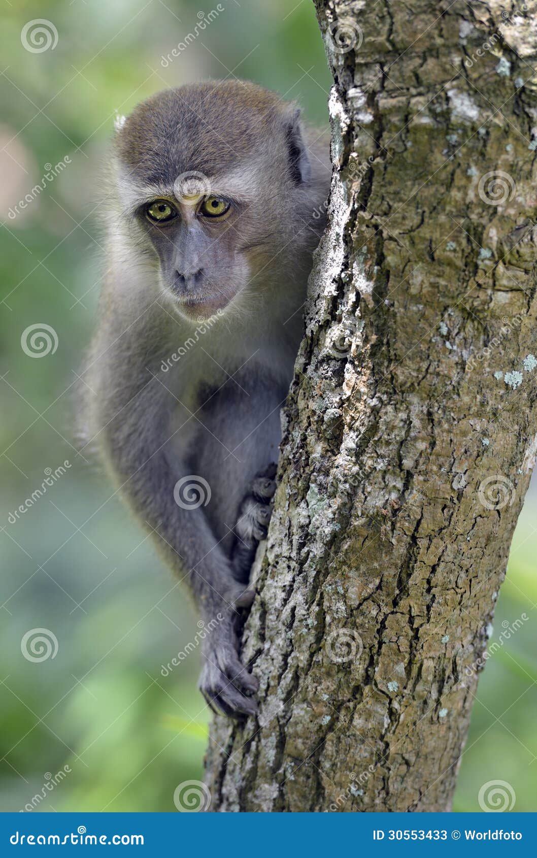 Sad looking monkey in tree stock image. Image of unhappy - 30553433