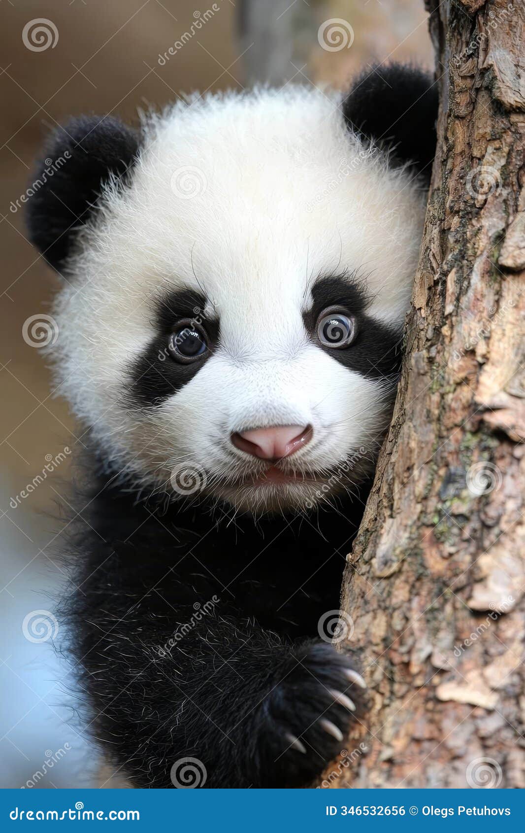 A Sad-looking Panda in Black and White, Peeks from Behind a Tree ...