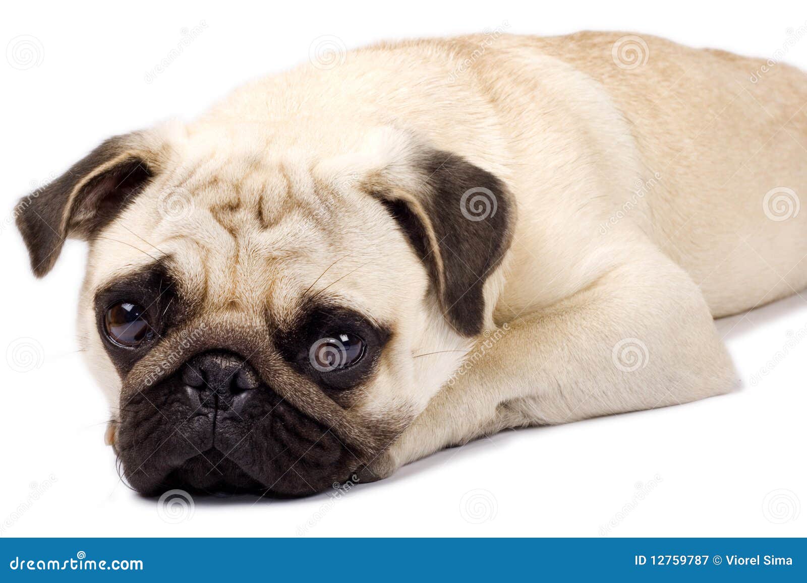 Sad looking pug stock image. Image of isolated, cute - 12759787
