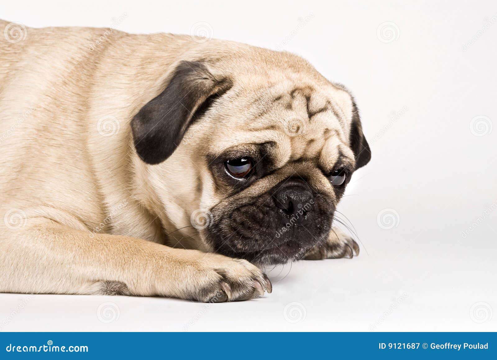 Sad looking pug stock image. Image of closeup, background - 9121687