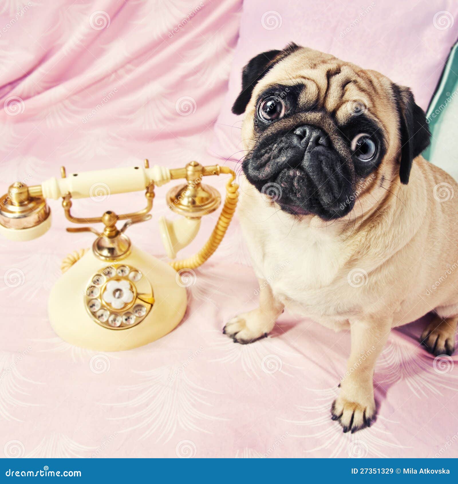 A Sad Looking Pug Waiting by the Phone Stock Image - Image of beautiful ...