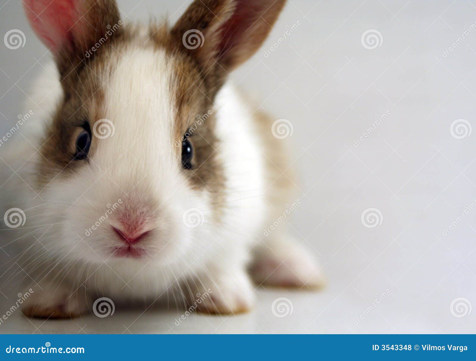 Sad-looking Rabbit Royalty Free Stock Photos - Image: 3543348