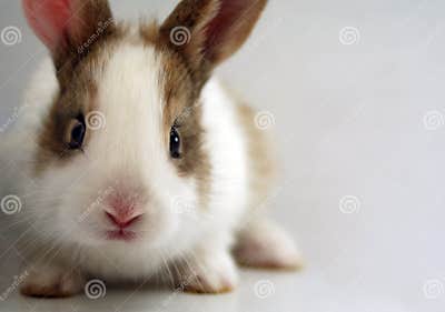 Sad-looking rabbit stock photo. Image of life, little - 3543348