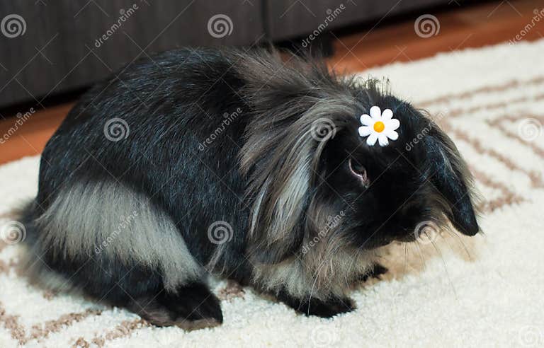 Sad-looking rabbit stock image. Image of life, gray, farm - 49785249