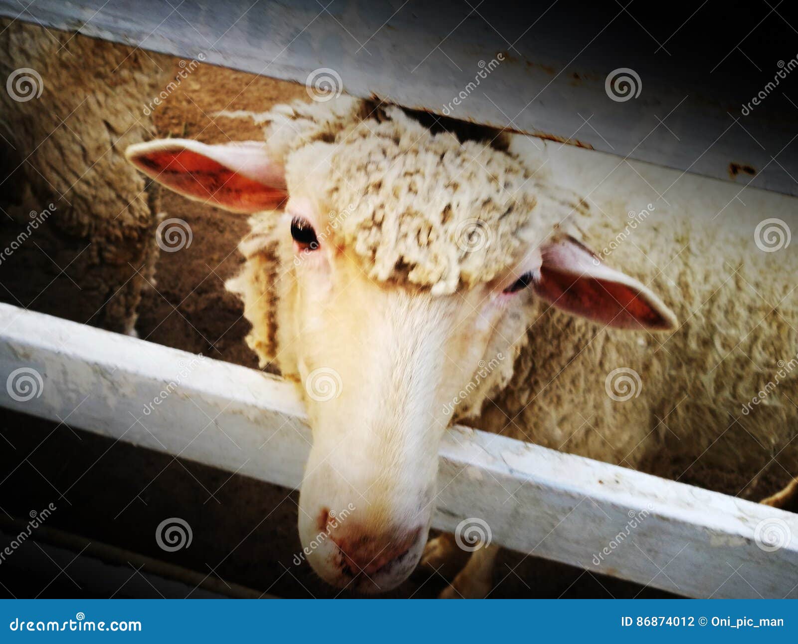 Sad looking sheep stock photo. Image of nick, wool, poor - 86874012