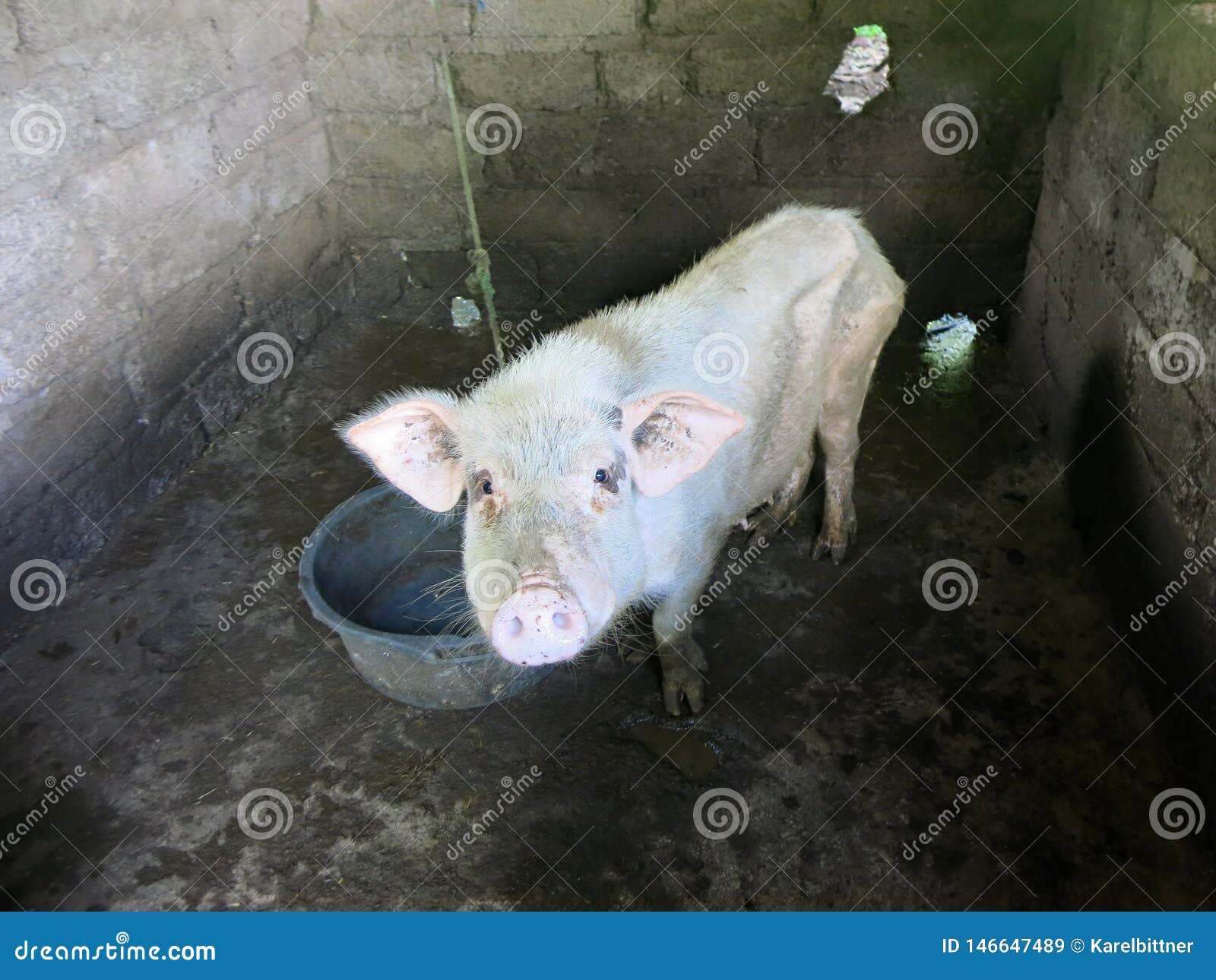 Sad Looking Thin Pig in Pigsty Stock Image - Image of rural, farming ...