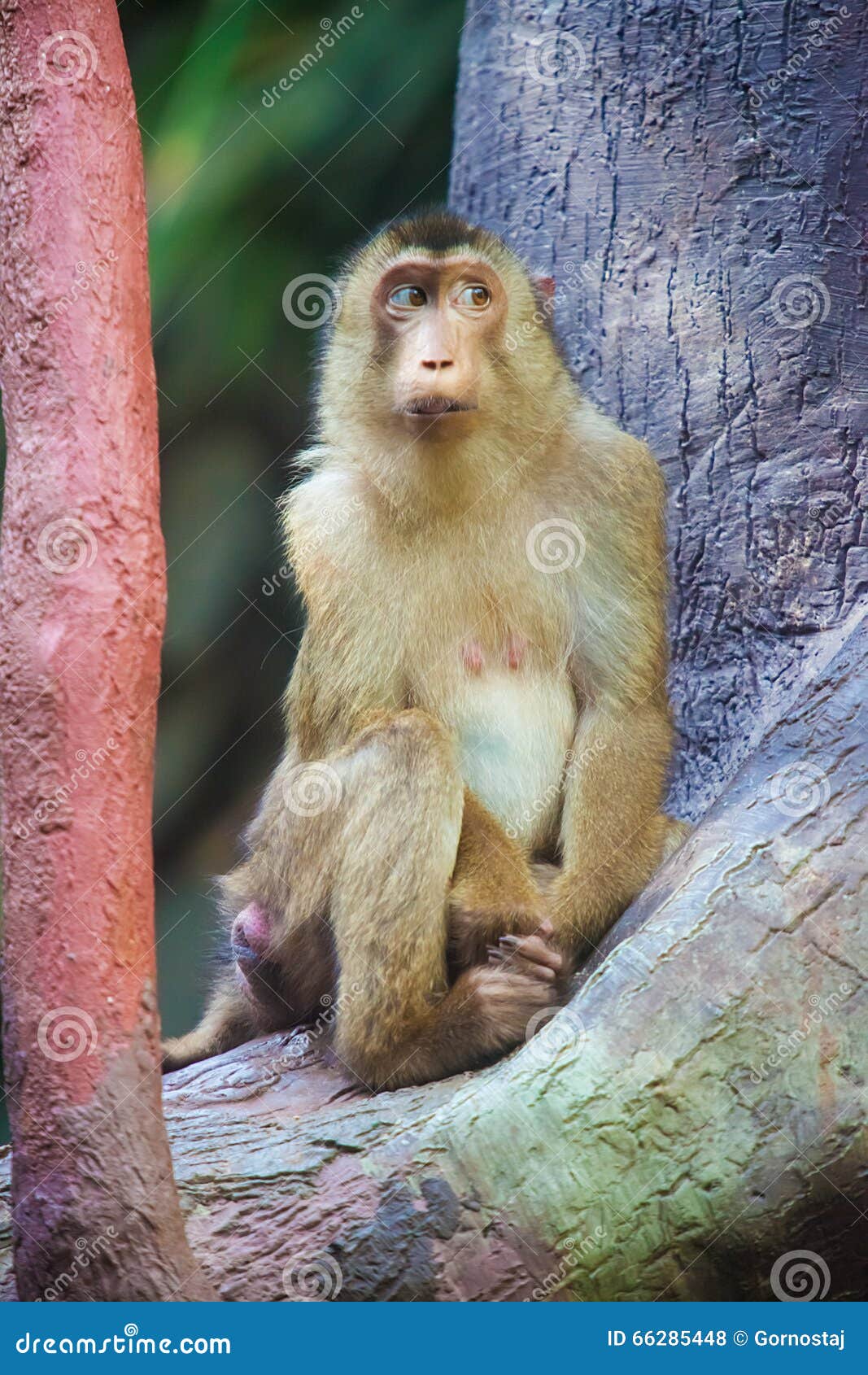 Sad Macaque - Macaca Nemestrina Stock Photo - Image of monkey, jungle ...