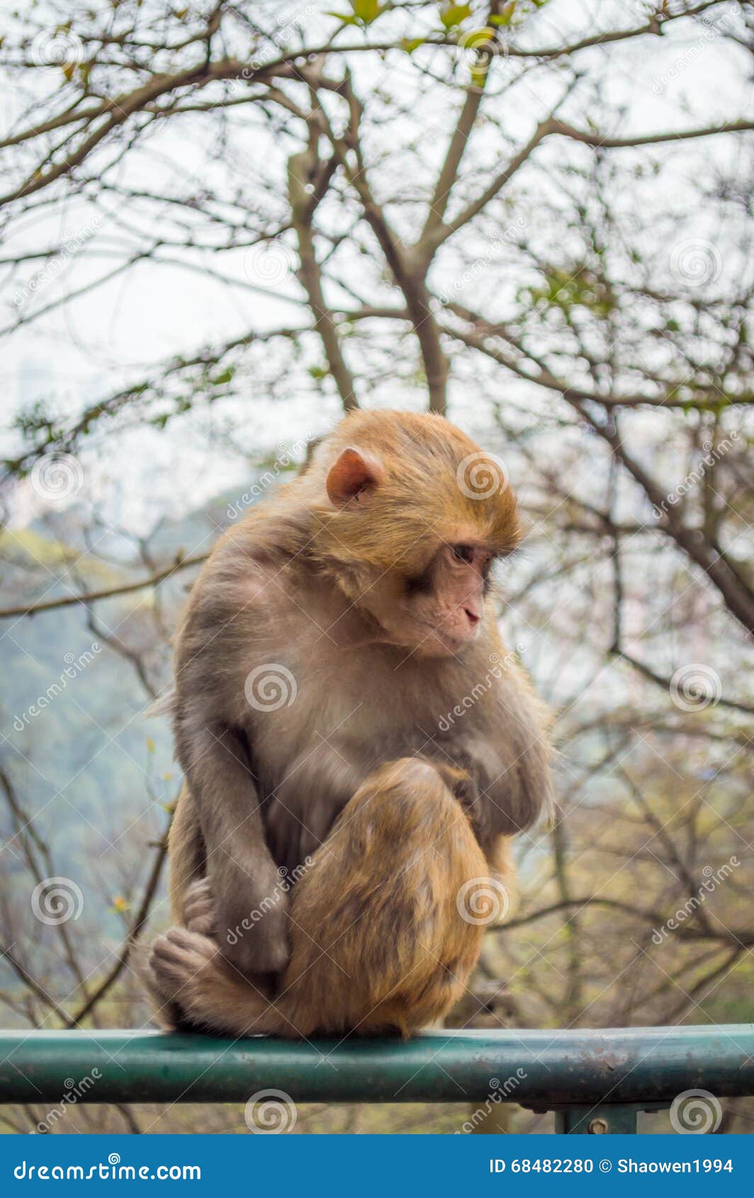 Sad macaque monkey stock photo. Image of cynomolgus, eyes - 68482280