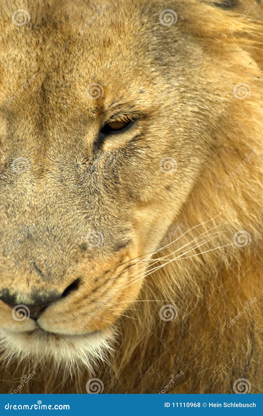 Lion Sad