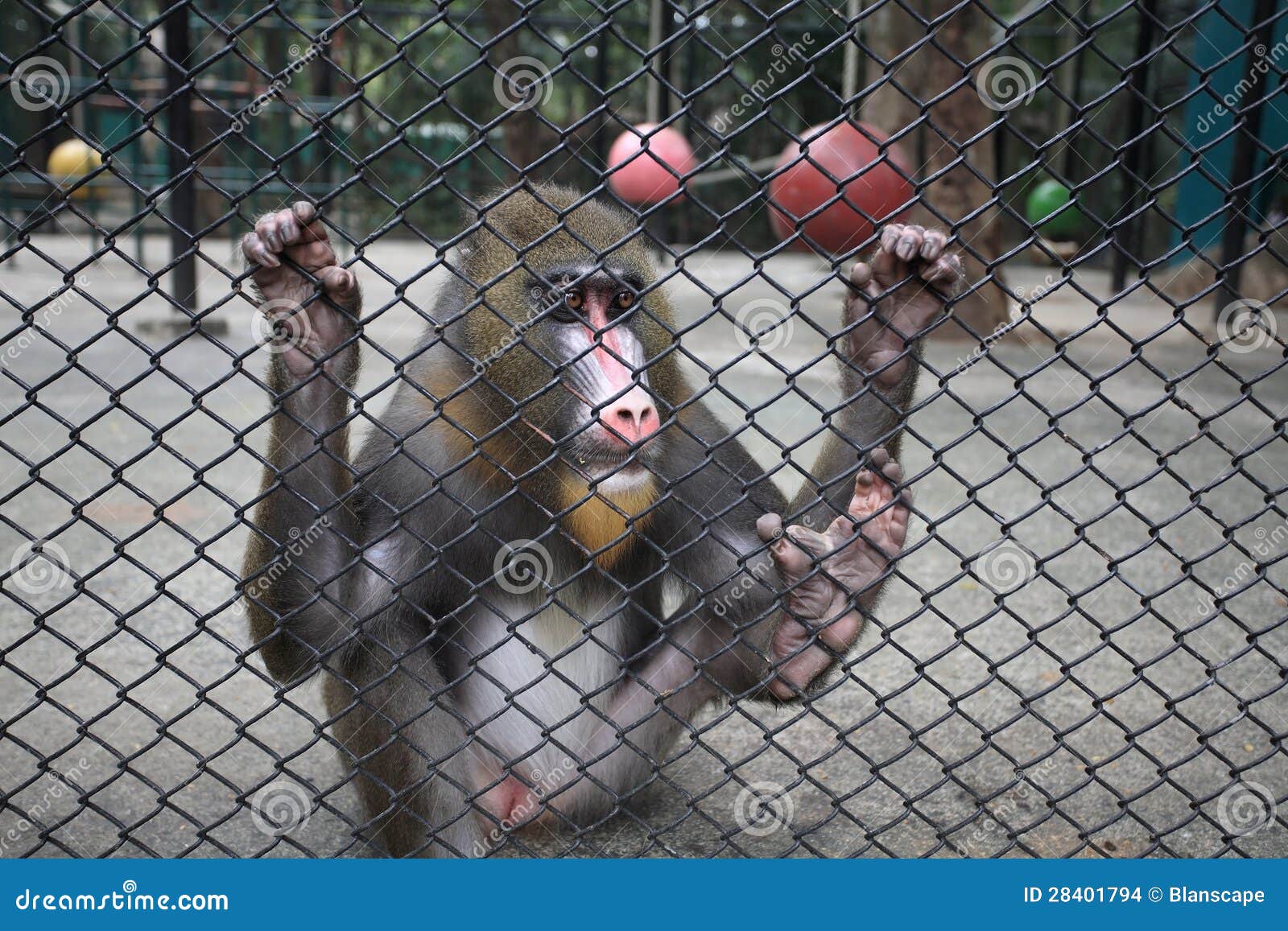 Sad mandrill in cage stock photo. Image of grating, confined - 28401794