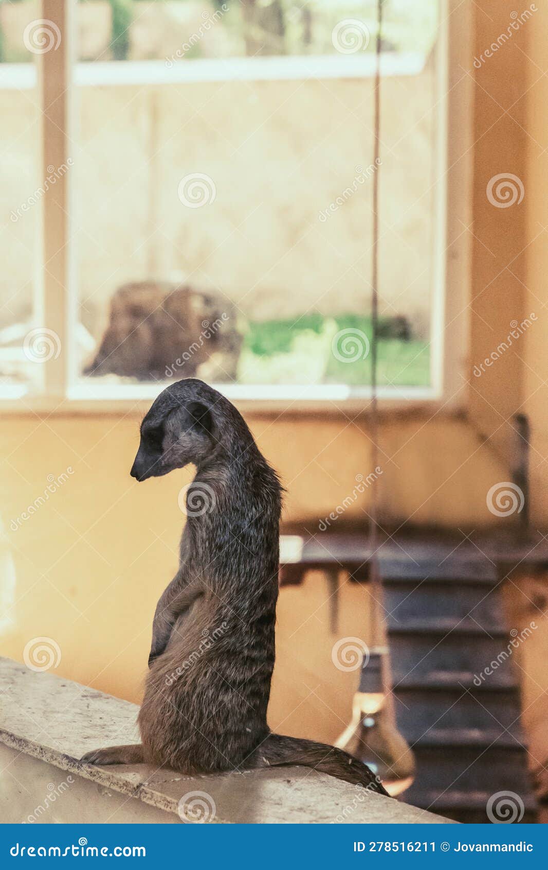 Sad Meerkat Standing in the Zoo Stock Image - Image of adventure ...