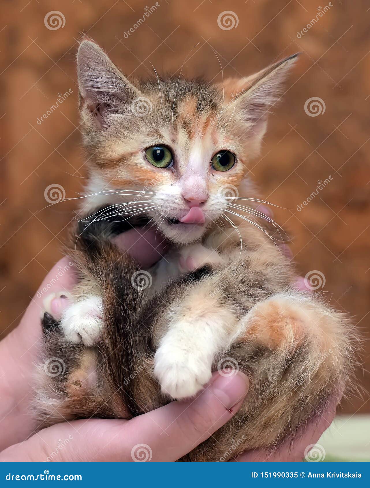 Sad Miserable Homeless Kitten in Hands in Shelter Stock Image - Image ...