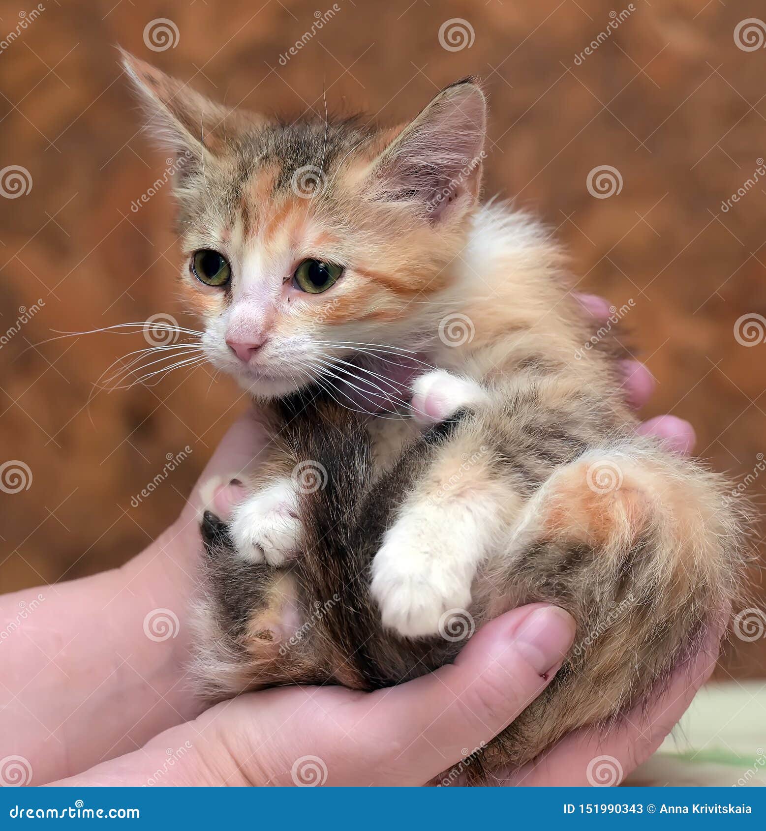 Sad Miserable Homeless Kitten in Hands in Shelter Stock Image - Image ...