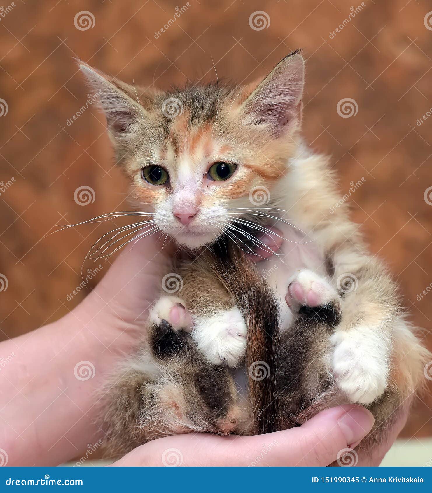 Sad Miserable Homeless Kitten in Hands in Shelter Stock Image - Image ...