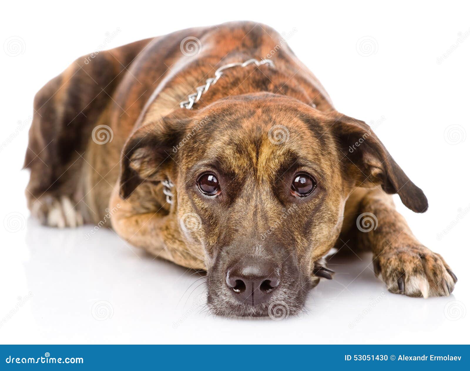 1,171 Sad Mutt White Background Photos - Free & Royalty-Free Stock ...