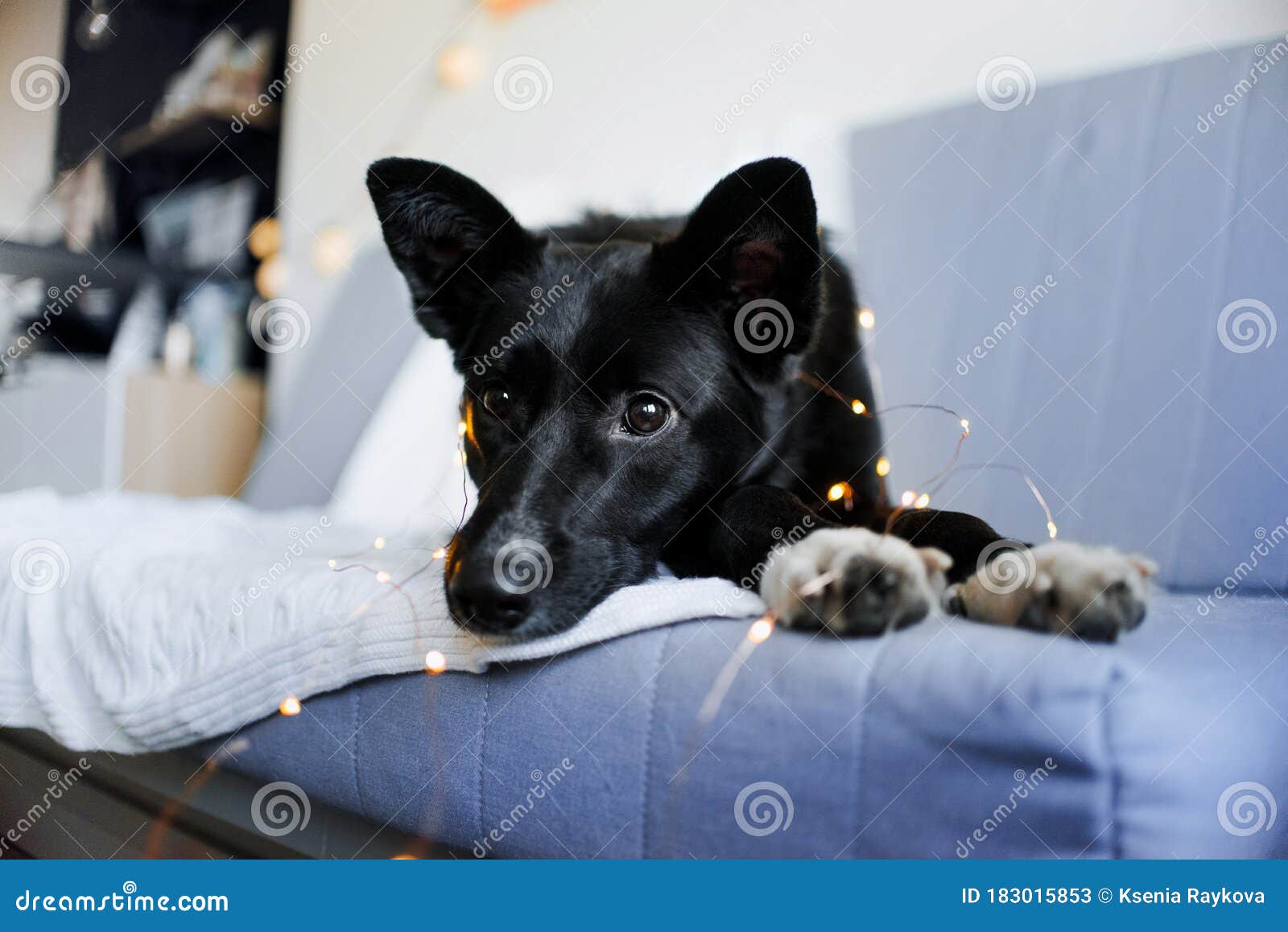 Sad Mixed Breed Dog Lying Down on a Couch Indoors Stock Image - Image ...