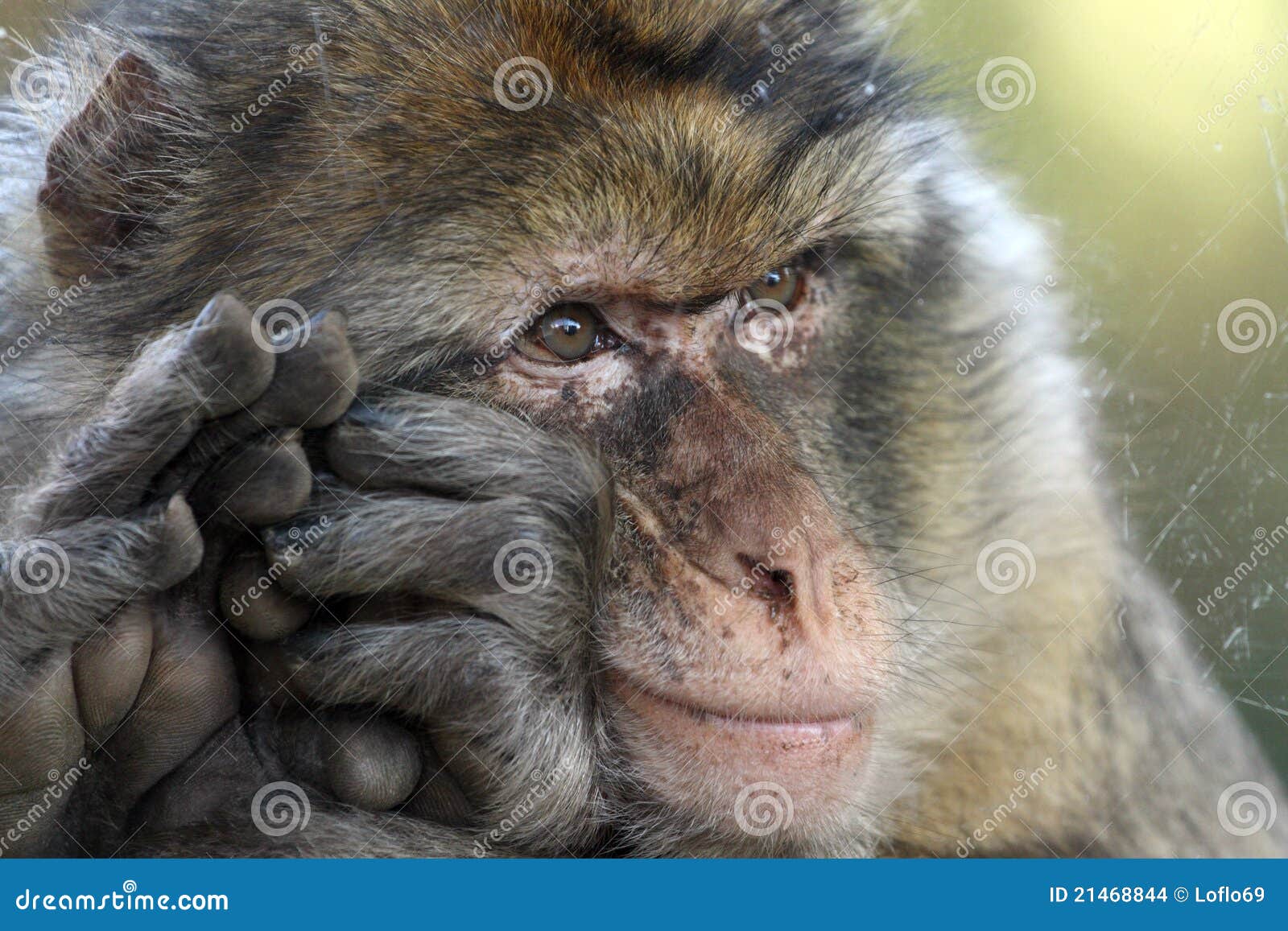 Sad mokey stock photo. Image of monkey, animal, facial - 21468844