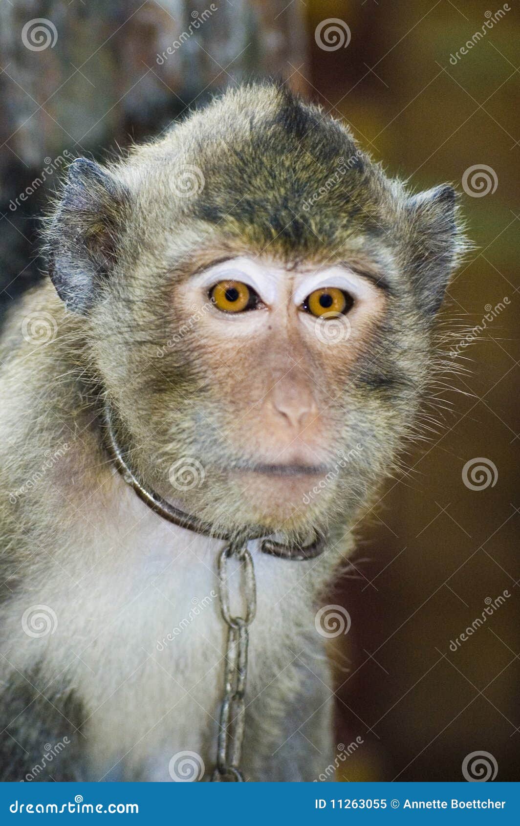 Sad Monkey stock image. Image of chain, animal, primate - 11263055