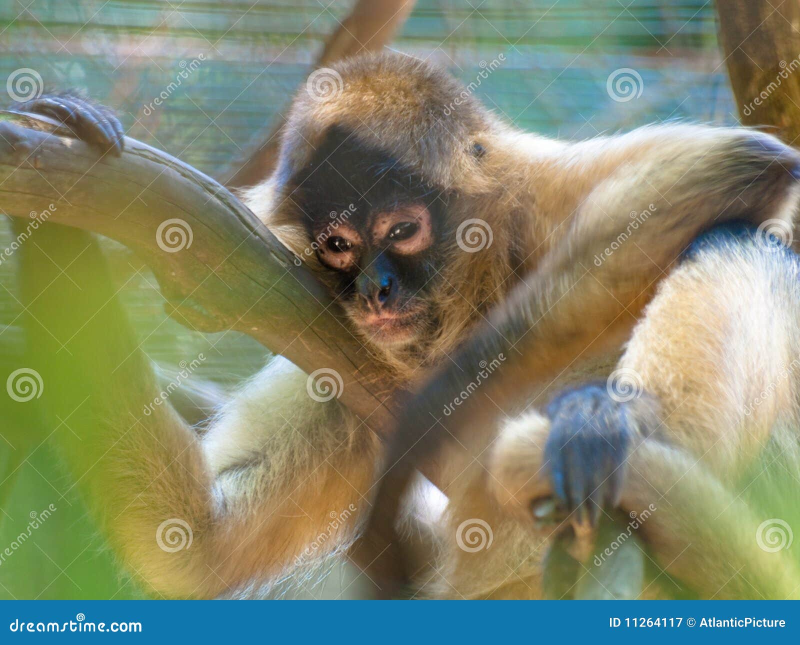 Sad Monkey Royalty Free Stock Photography - Image: 11264117