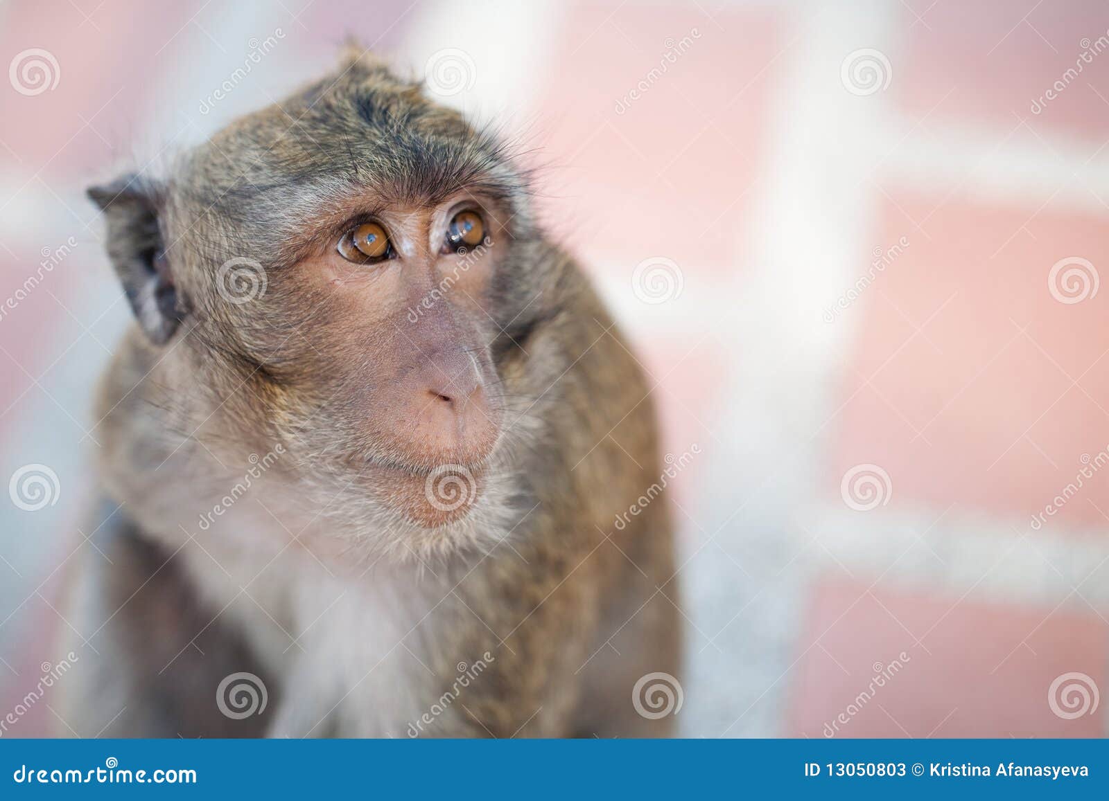 Sad Monkey stock image. Image of close, brown, malicious - 13050803