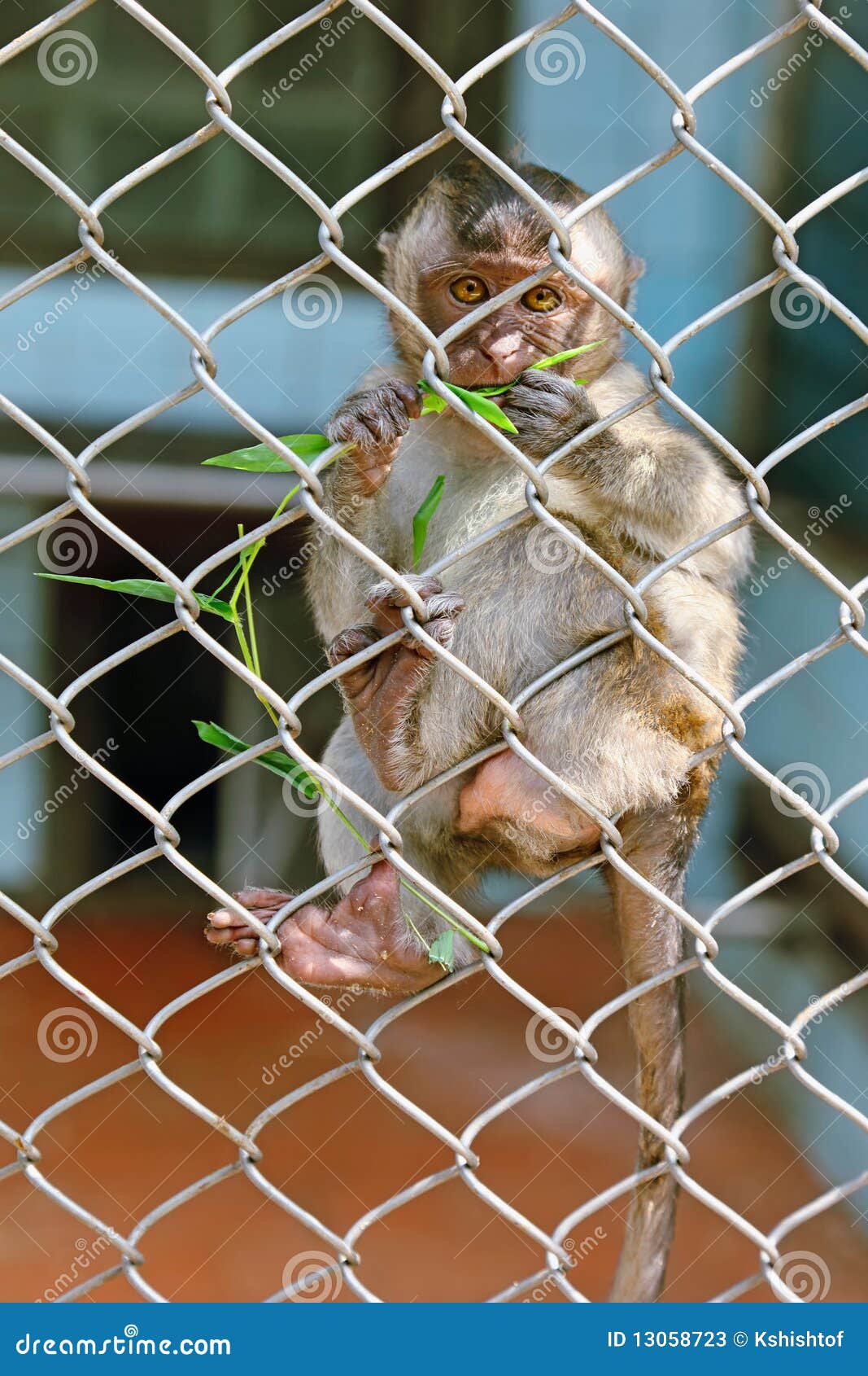Sad monkey stock image. Image of hunger, sadness, hungry - 13058723