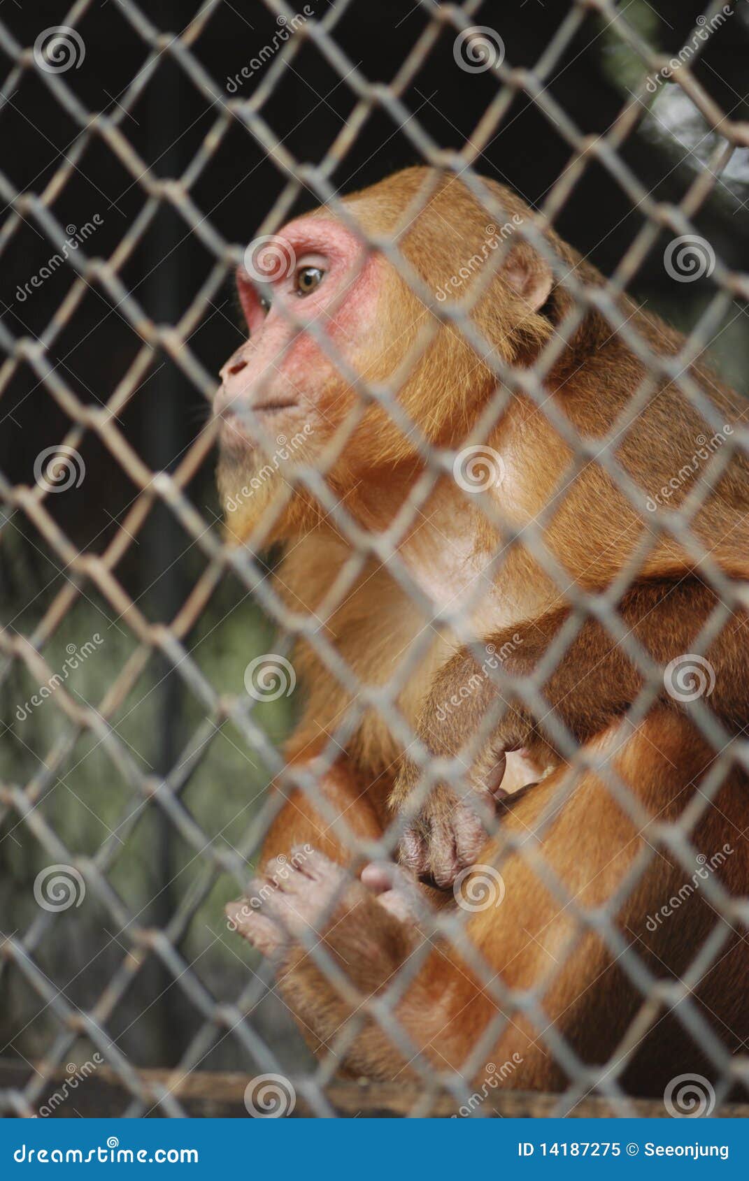 Sad Monkey. stock image. Image of monkey, sitting, face - 14187275