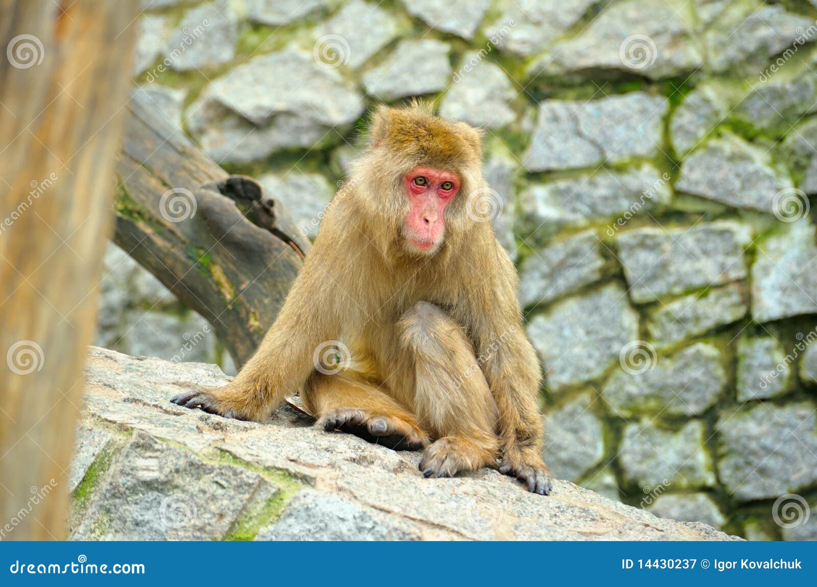 Sad monkey stock image. Image of funny, expression, animal - 14430237