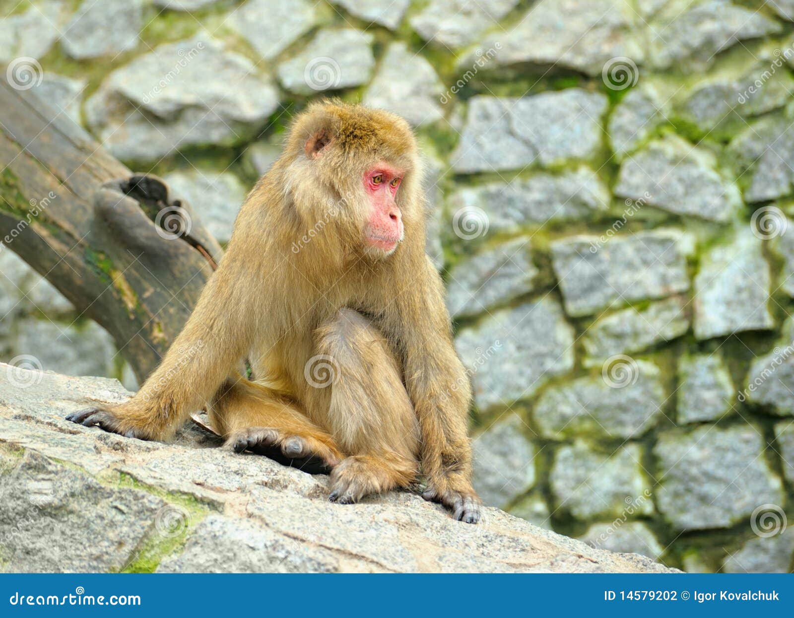 Sad monkey stock photo. Image of fuscata, macaque, bark - 14579202