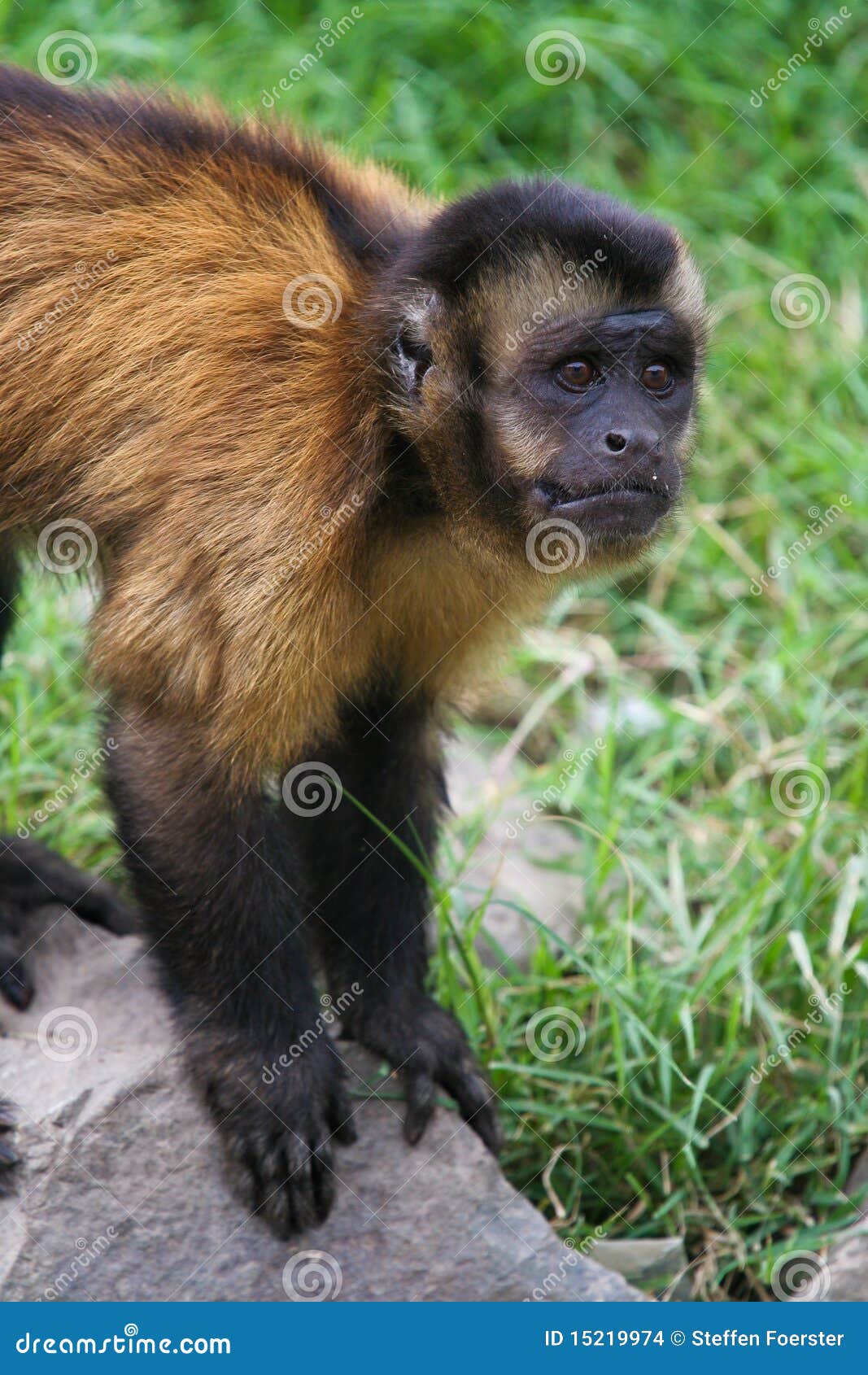 Sad Monkey stock photo. Image of behavior, primate, facial - 15219974