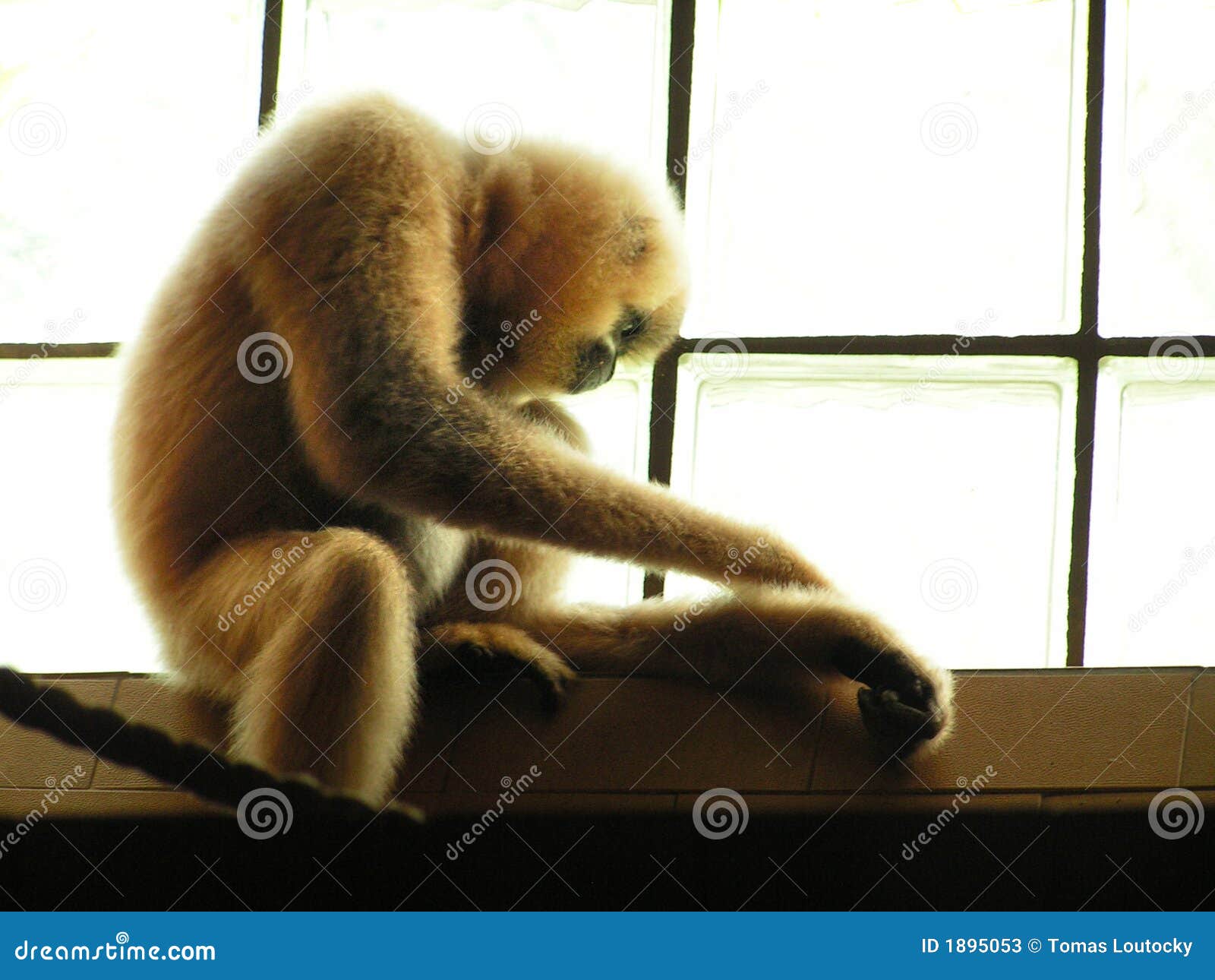 Sad Monkey Picture. Image: 1895053