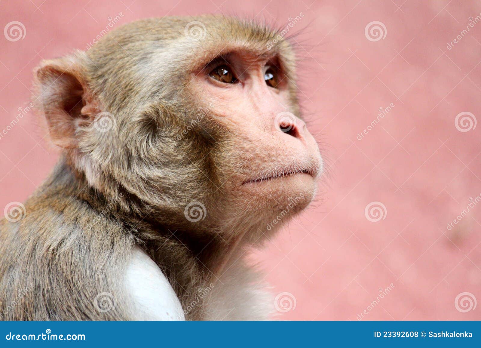 Sad monkey stock photo. Image of face, poaching, eyes - 23392608