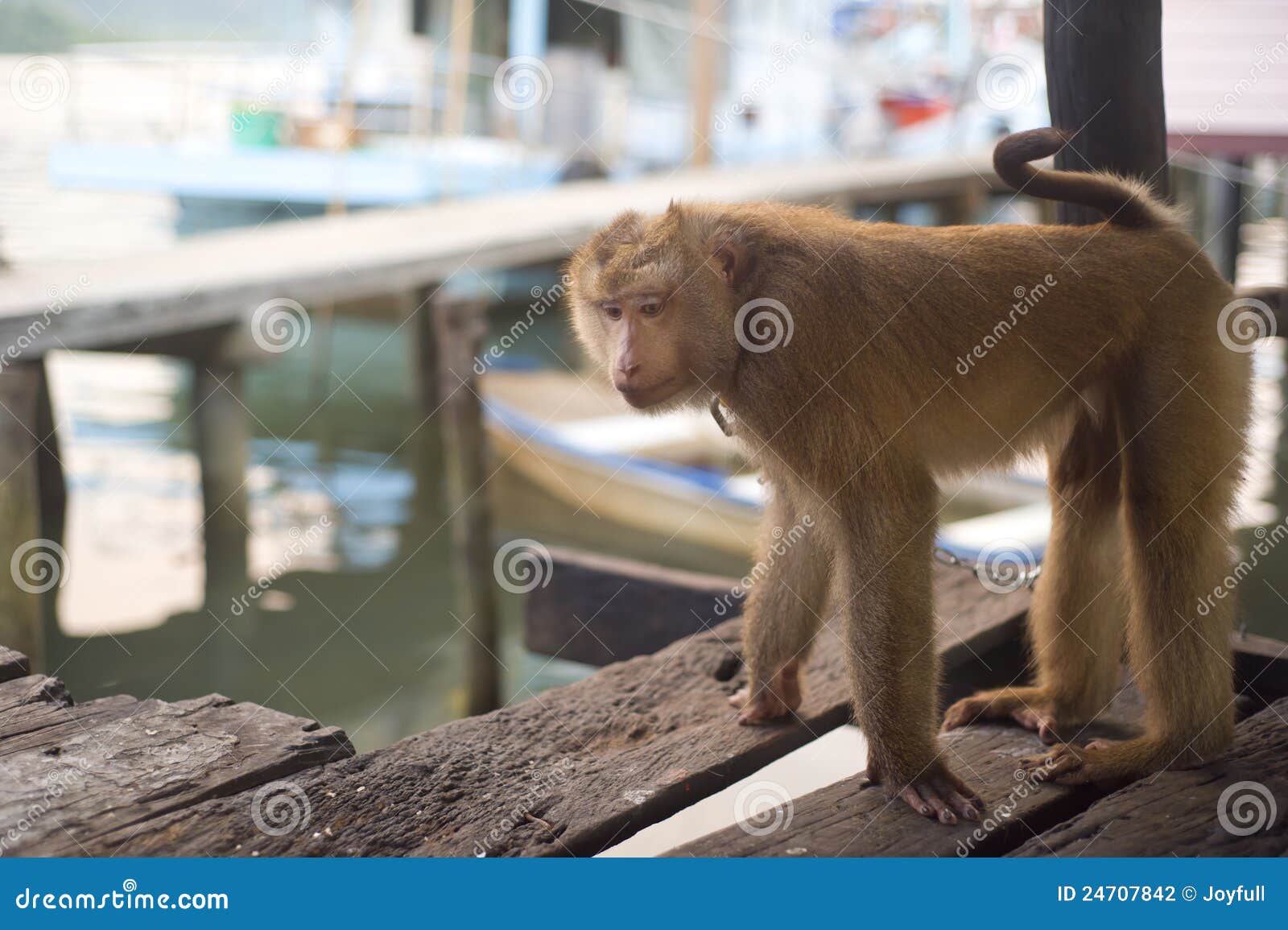 Sad monkey stock photo. Image of island, animal, expression - 24707842