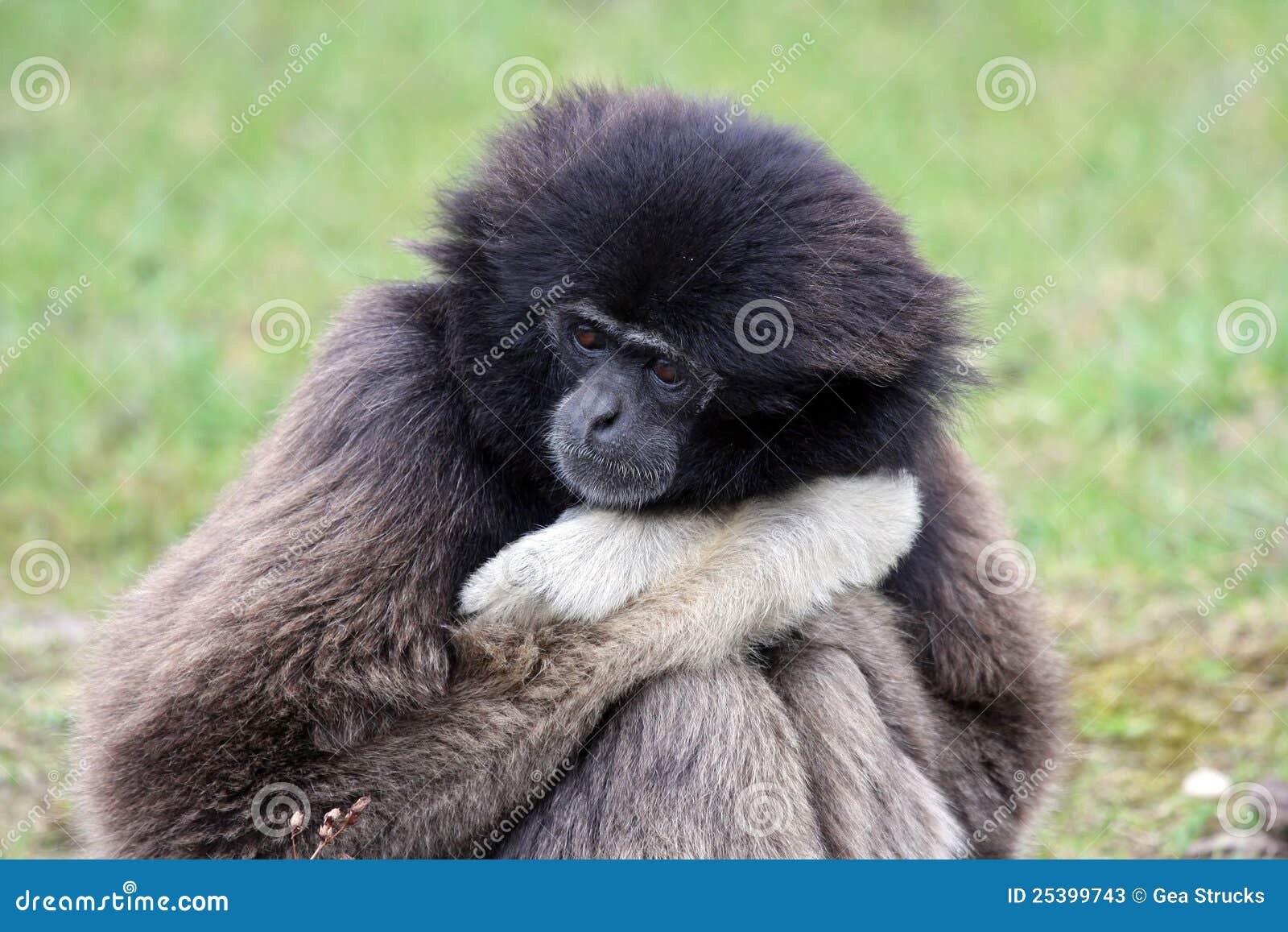 Sad monkey stock image. Image of primate, sitting, animal - 25399743