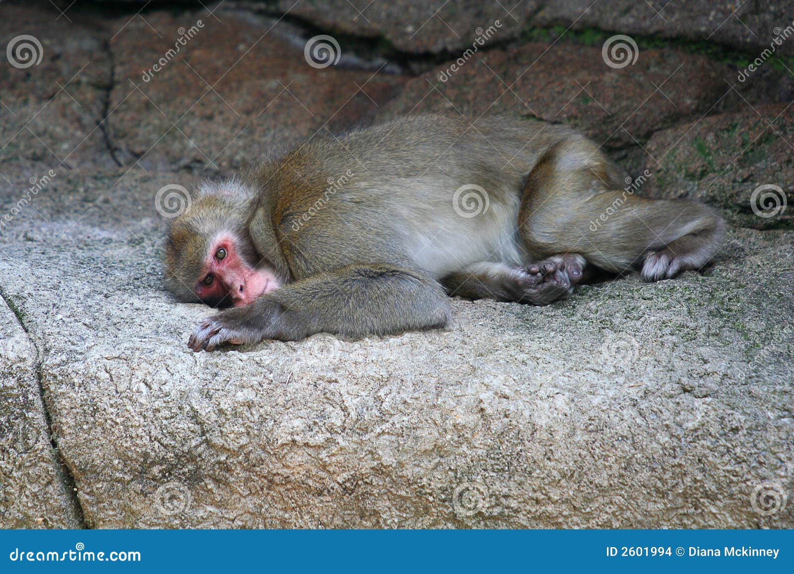 Sad monkey stock photo. Image of captivity, gloomy, unhappy - 2601994