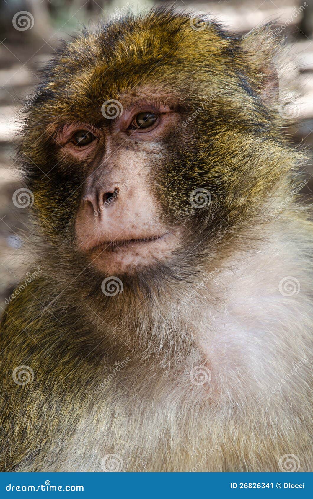 Sad Monkey stock image. Image of gloomy, forest, puppy - 26826341